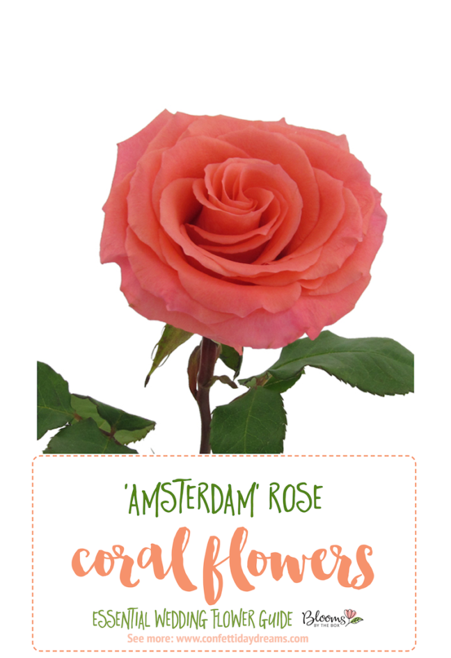 The Essential Coral Wedding Flowers Guide: Types of Peach Flowers ...