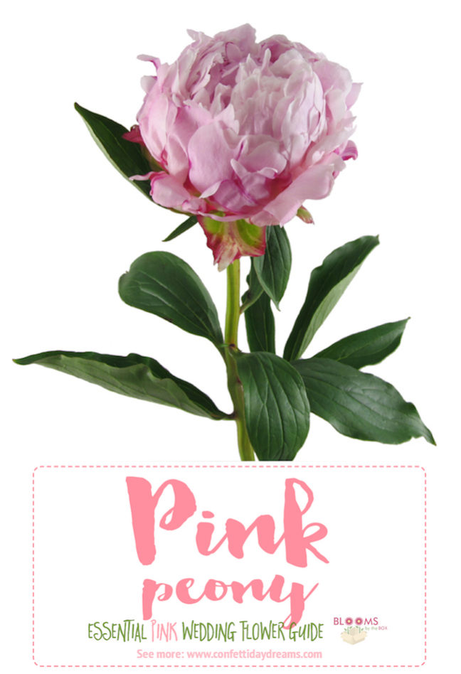 The Essential Pink Wedding Flowers Guide: Types of Pink Flowers, Names ...